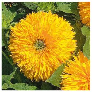 Teddy Bear - Fluffy, Giant Sunflower Seeds - 30 Seeds - Up to 7' Tall