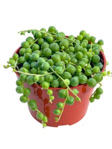 live succulent (4" string of pearls), succulents plants live, succulent plants fully rooted, rare house plant for home office decoration, diy projects, party favor gift by the succulent cult