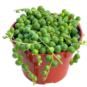 Live Succulent (4" String of Pearls), Succulents Plants Live, Succulent Plants Fully Rooted, Rare House Plant for Home Office Decoration, DIY Projects, Party Favor Gift by The Succulent Cult