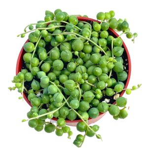 Live Succulent (4" String of Pearls), Succulents Plants Live, Succulent Plants Fully Rooted, Rare House Plant for Home Office Decoration, DIY Projects, Party Favor Gift by The Succulent Cult