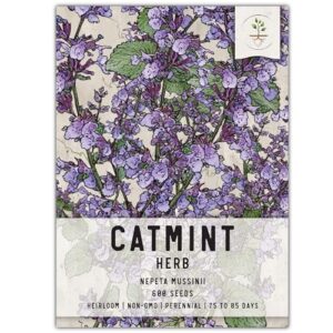 seed needs, catmint seeds for cats - 600 heirloom seeds for planting nepeta mussinii - perennial flowering medicinal herb non-gmo & untreated (1 pack)