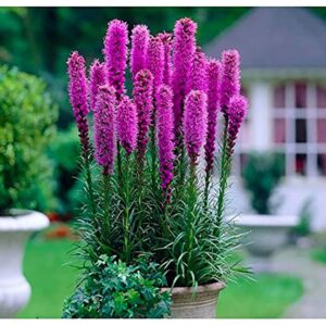 Purple Liatris Spicata - 5 Bulbs, Blazing Star Plant, Vibrant Perennial Liatris, Ideal for Garden Beds, Easy to Grow, Beautiful Vertical Flowers, Perfect for Borders and Landscapes