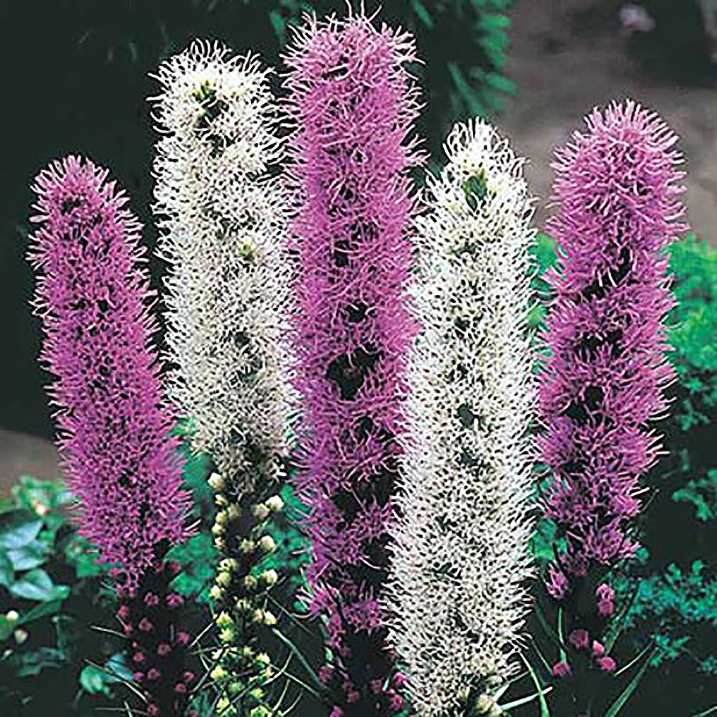 Purple Liatris Spicata - 5 Bulbs, Blazing Star Plant, Vibrant Perennial Liatris, Ideal for Garden Beds, Easy to Grow, Beautiful Vertical Flowers, Perfect for Borders and Landscapes