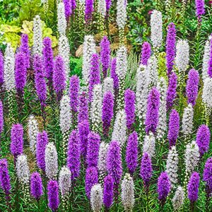 Purple Liatris Spicata - 5 Bulbs, Blazing Star Plant, Vibrant Perennial Liatris, Ideal for Garden Beds, Easy to Grow, Beautiful Vertical Flowers, Perfect for Borders and Landscapes