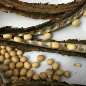 100 Winged Bean Seeds - Đậu Rồng - Aka. Dragon Bean, Four Angled Bean, Cigarillas, Goa Bean, Manila Bean, Princess Bean - Non GMO, Untreated, Heirloom DIY Plant Seedling Garden