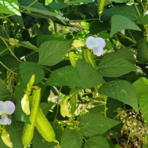 100 Winged Bean Seeds - Đậu Rồng - Aka. Dragon Bean, Four Angled Bean, Cigarillas, Goa Bean, Manila Bean, Princess Bean - Non GMO, Untreated, Heirloom DIY Plant Seedling Garden