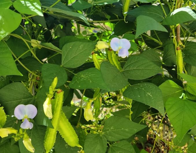 100 Winged Bean Seeds - Đậu Rồng - Aka. Dragon Bean, Four Angled Bean, Cigarillas, Goa Bean, Manila Bean, Princess Bean - Non GMO, Untreated, Heirloom DIY Plant Seedling Garden