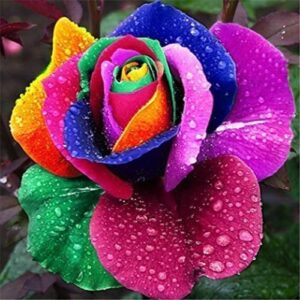 300+ rare multi colorful rainbow rose seeds for planting beautiful rose potted plant for home garden