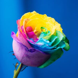 300+ Rare Multi Colorful Rainbow Rose Seeds for Planting Beautiful Rose Potted Plant for Home Garden