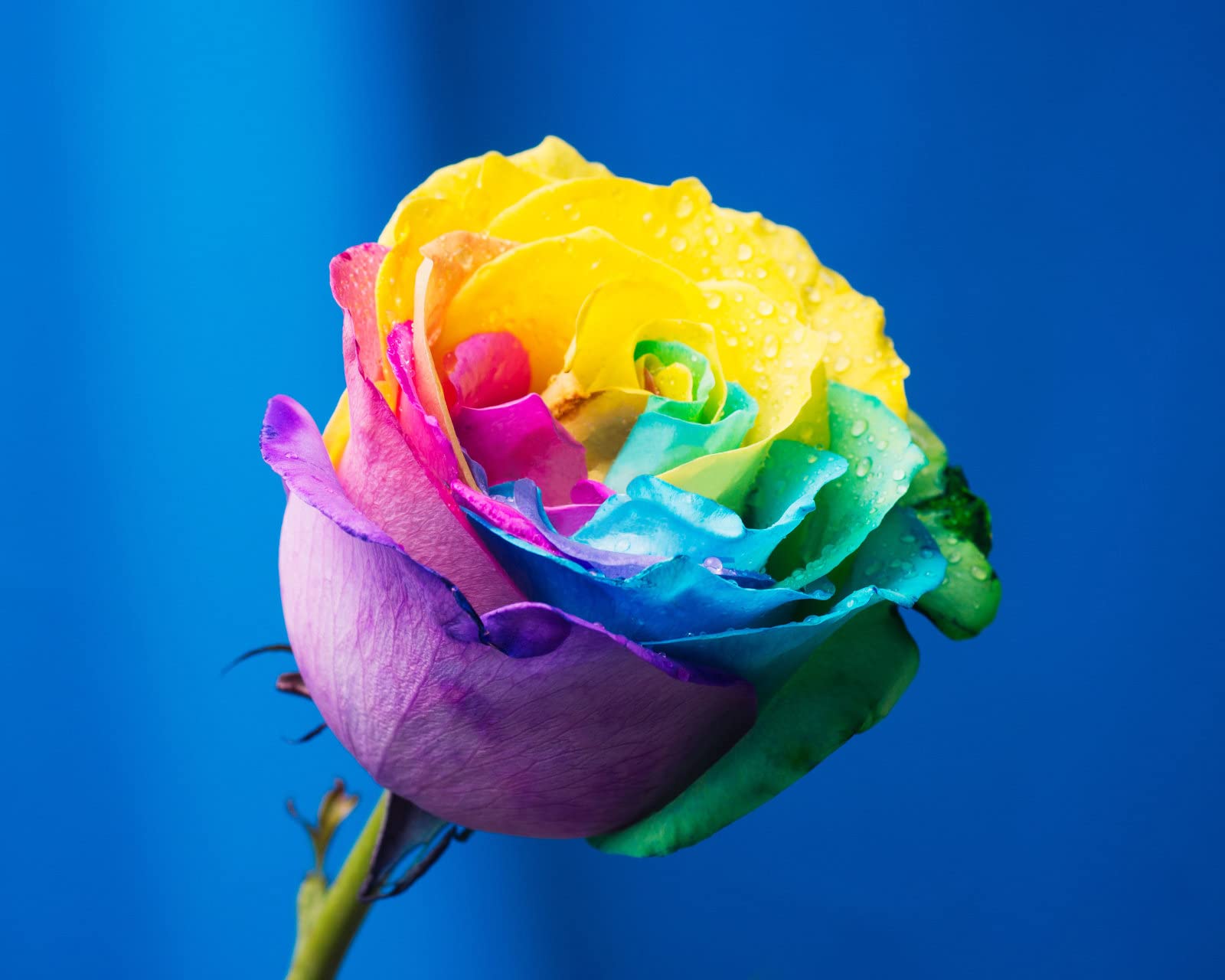 300+ Rare Multi Colorful Rainbow Rose Seeds for Planting Beautiful Rose Potted Plant for Home Garden