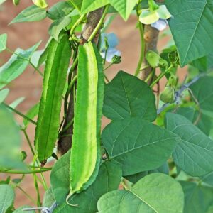 100 Winged Bean Seeds - Đậu Rồng - Aka. Dragon Bean, Four Angled Bean, Cigarillas, Goa Bean, Manila Bean, Princess Bean - Non GMO, Untreated, Heirloom DIY Plant Seedling Garden