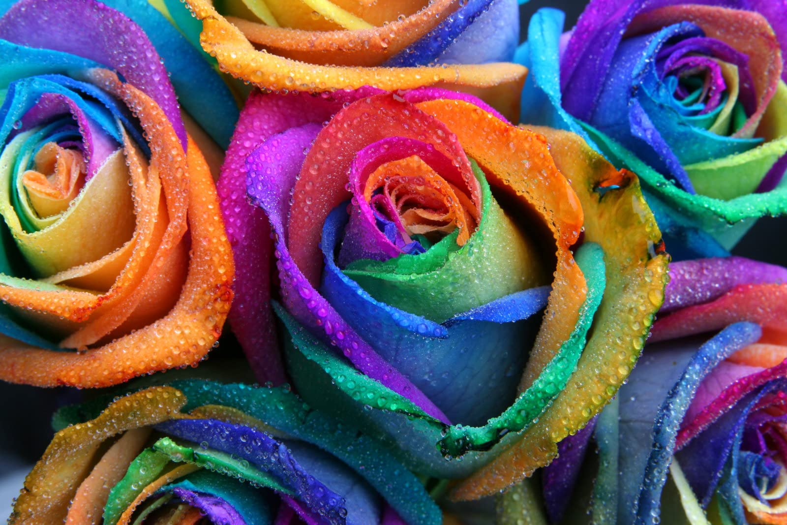 300+ Rare Multi Colorful Rainbow Rose Seeds for Planting Beautiful Rose Potted Plant for Home Garden