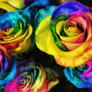 300+ Rare Multi Colorful Rainbow Rose Seeds for Planting Beautiful Rose Potted Plant for Home Garden