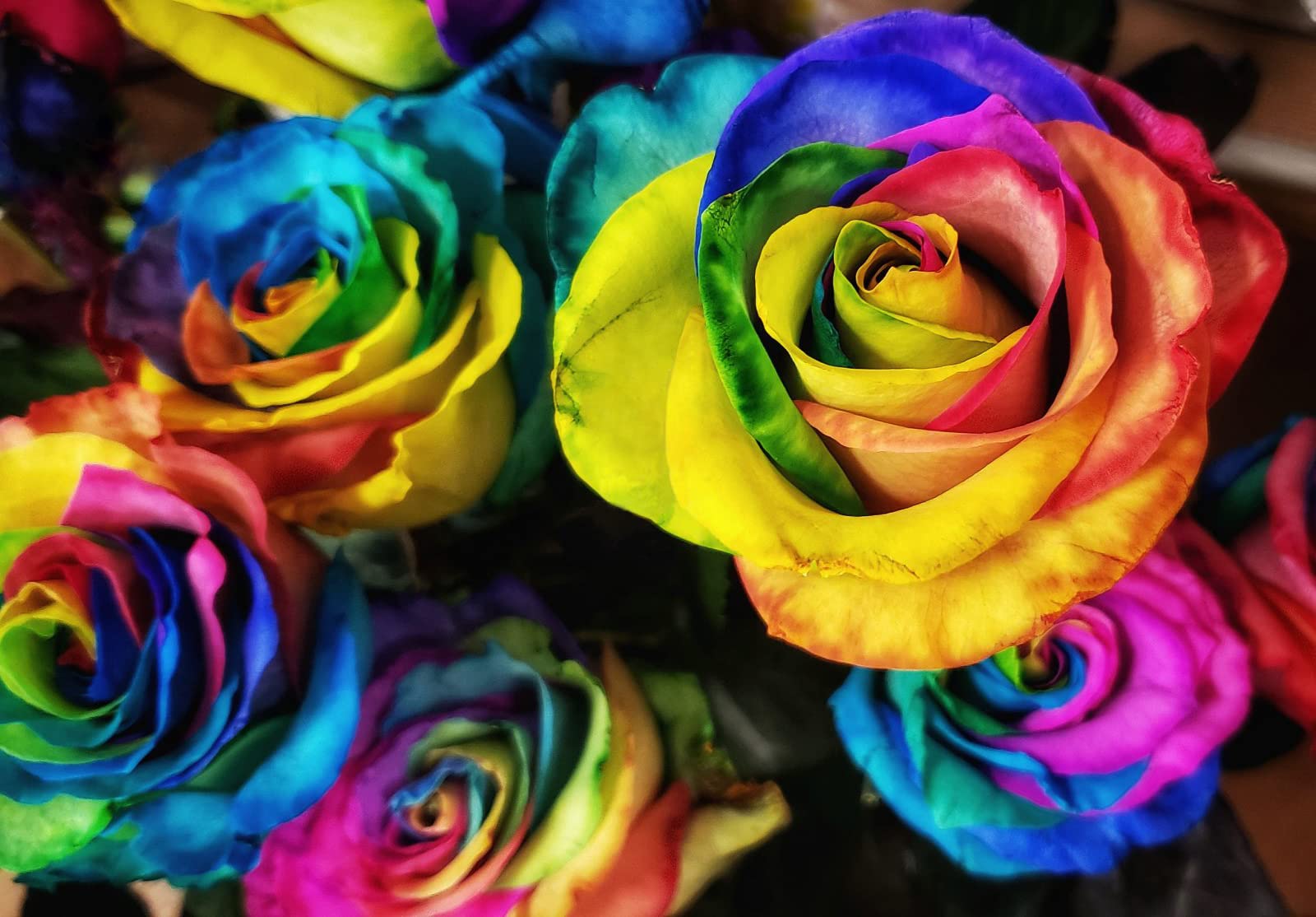 300+ Rare Multi Colorful Rainbow Rose Seeds for Planting Beautiful Rose Potted Plant for Home Garden