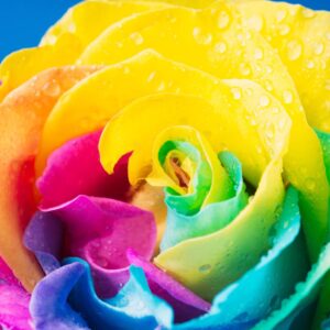 300+ Rare Multi Colorful Rainbow Rose Seeds for Planting Beautiful Rose Potted Plant for Home Garden