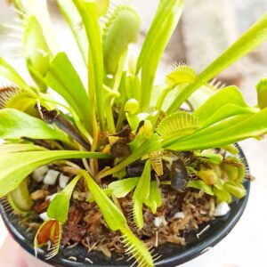 Kapecute Carnivorous Plant Soil Mix 3 Qts, Include Perlite and Sphagnum Moss Debris, Great Potting Soil for Venus Fly Traps, Pitcher Plants, Sundews