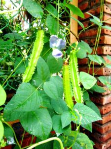 100 winged bean seeds - Đậu rồng - aka. dragon bean, four angled bean, cigarillas, goa bean, manila bean, princess bean - non gmo, untreated, heirloom diy plant seedling garden