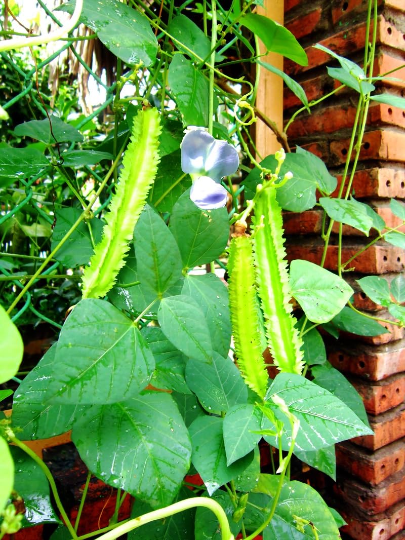 100 Winged Bean Seeds - Đậu Rồng - Aka. Dragon Bean, Four Angled Bean, Cigarillas, Goa Bean, Manila Bean, Princess Bean - Non GMO, Untreated, Heirloom DIY Plant Seedling Garden