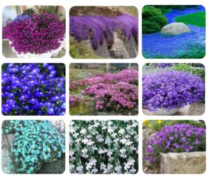 mix creeping thyme seeds for planting ground cover plants, heirloom non-gmo thyme, 5 colors- individual packag, easy to plant and grow, 1000+