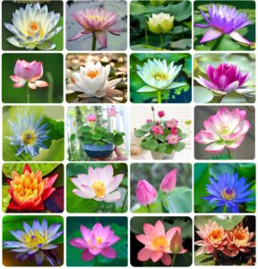 35+ bonsai lotus flower seeds for home planting ornamental, mixed pink & red flower, aquatic plant for courtyard, hotel, goldfish pond, water lily seeds