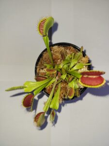 large sized live 'giant' venus flytrap (fly trap carnivorous plants) dionaea 3 in pot