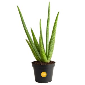 costa farms aloe vera plant, live succulent, easy care indoor houseplant in grower pot, room air purifier, tabletop, office, desk or home décor, housewarming, garden gift, 10-inches tall