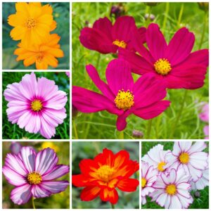 Seed Needs, 3,000+ Crazy Cosmos Seeds Wildflower Mix/Mixture (Cosmos Bipinnatus) Mixed Color Blooms Attract Bees & Butterflies/Monarchs, Blend includes 10+ Varieties - Open Pollinated - Bulk