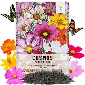 seed needs, 3,000+ crazy cosmos seeds wildflower mix/mixture (cosmos bipinnatus) mixed color blooms attract bees & butterflies/monarchs, blend includes 10+ varieties - open pollinated - bulk