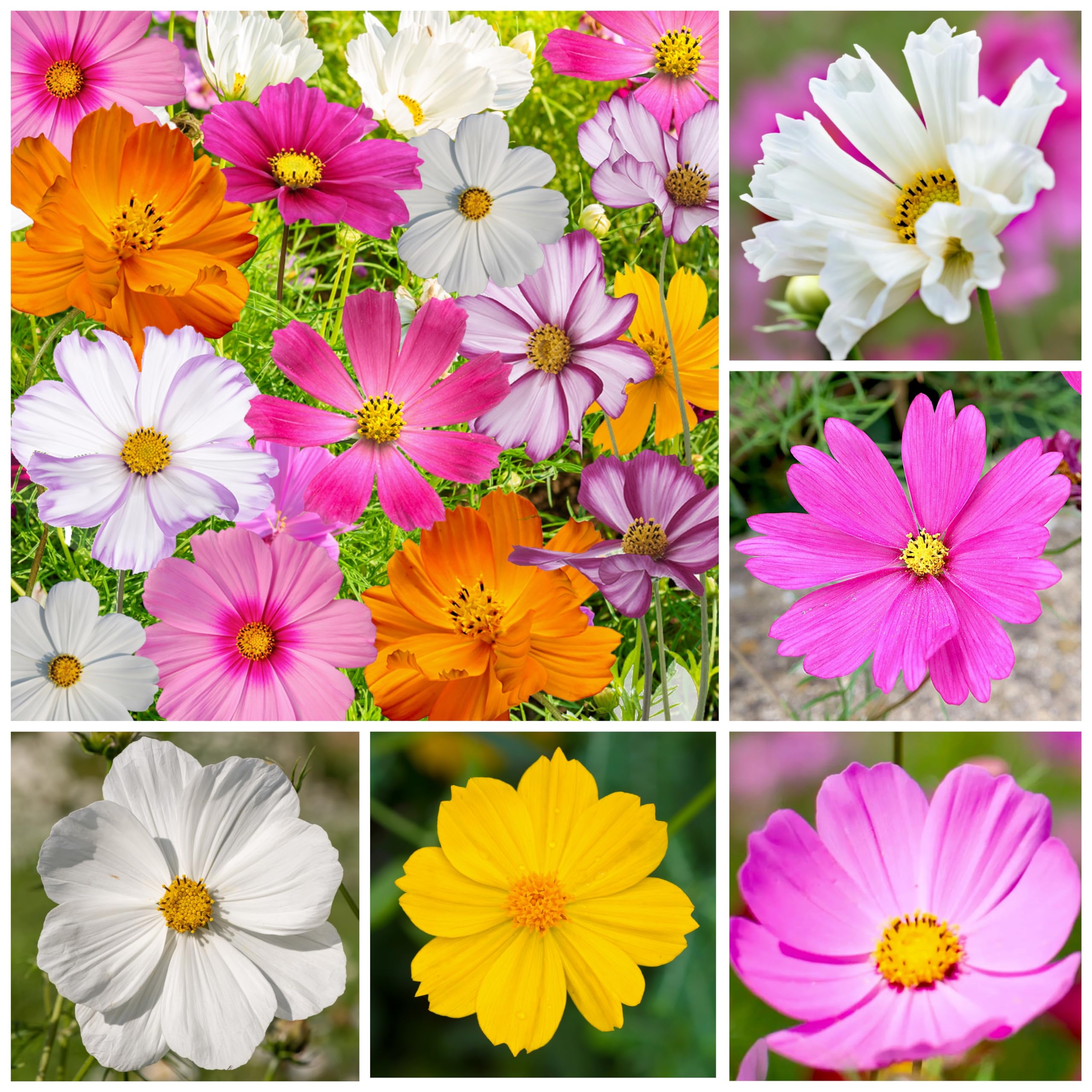 Seed Needs, 3,000+ Crazy Cosmos Seeds Wildflower Mix/Mixture (Cosmos Bipinnatus) Mixed Color Blooms Attract Bees & Butterflies/Monarchs, Blend includes 10+ Varieties - Open Pollinated - Bulk