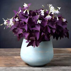 20pcs oxalis bulbs purple shamrock bulbs lucky flowers bulbs for planting purple oxalis triangularis bulbs