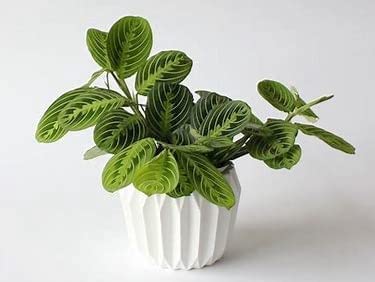 Hopewind Plants Shop- Lemon Lime Prayer Plant, Lemon Lime Maranta, Popular and Attractive houseplant, Gorgeous Live Indoor Plant, Easy to Care and Rare Variety Green Thumbs Up 4 inch Pot