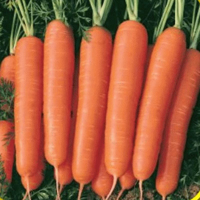 3000 Scarlet Nantes Carrot Seeds for Planting Organic Heirloom Non-GMO 5+ Grams Garden Vegetable Bulk Survival