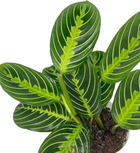 hopewind plants shop- lemon lime prayer plant, lemon lime maranta, popular and attractive houseplant, gorgeous live indoor plant, easy to care and rare variety green thumbs up 4 inch pot