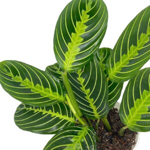 Hopewind Plants Shop- Lemon Lime Prayer Plant, Lemon Lime Maranta, Popular and Attractive houseplant, Gorgeous Live Indoor Plant, Easy to Care and Rare Variety Green Thumbs Up 4 inch Pot