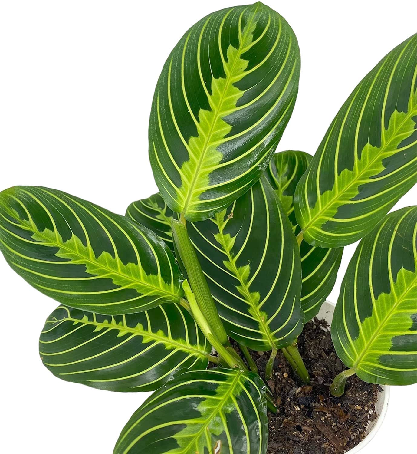 Hopewind Plants Shop- Lemon Lime Prayer Plant, Lemon Lime Maranta, Popular and Attractive houseplant, Gorgeous Live Indoor Plant, Easy to Care and Rare Variety Green Thumbs Up 4 inch Pot