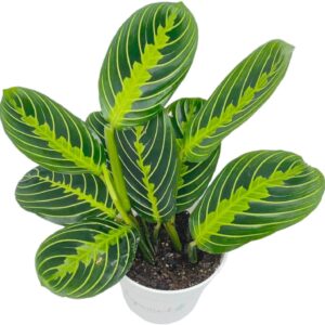 Hopewind Plants Shop- Lemon Lime Prayer Plant, Lemon Lime Maranta, Popular and Attractive houseplant, Gorgeous Live Indoor Plant, Easy to Care and Rare Variety Green Thumbs Up 4 inch Pot