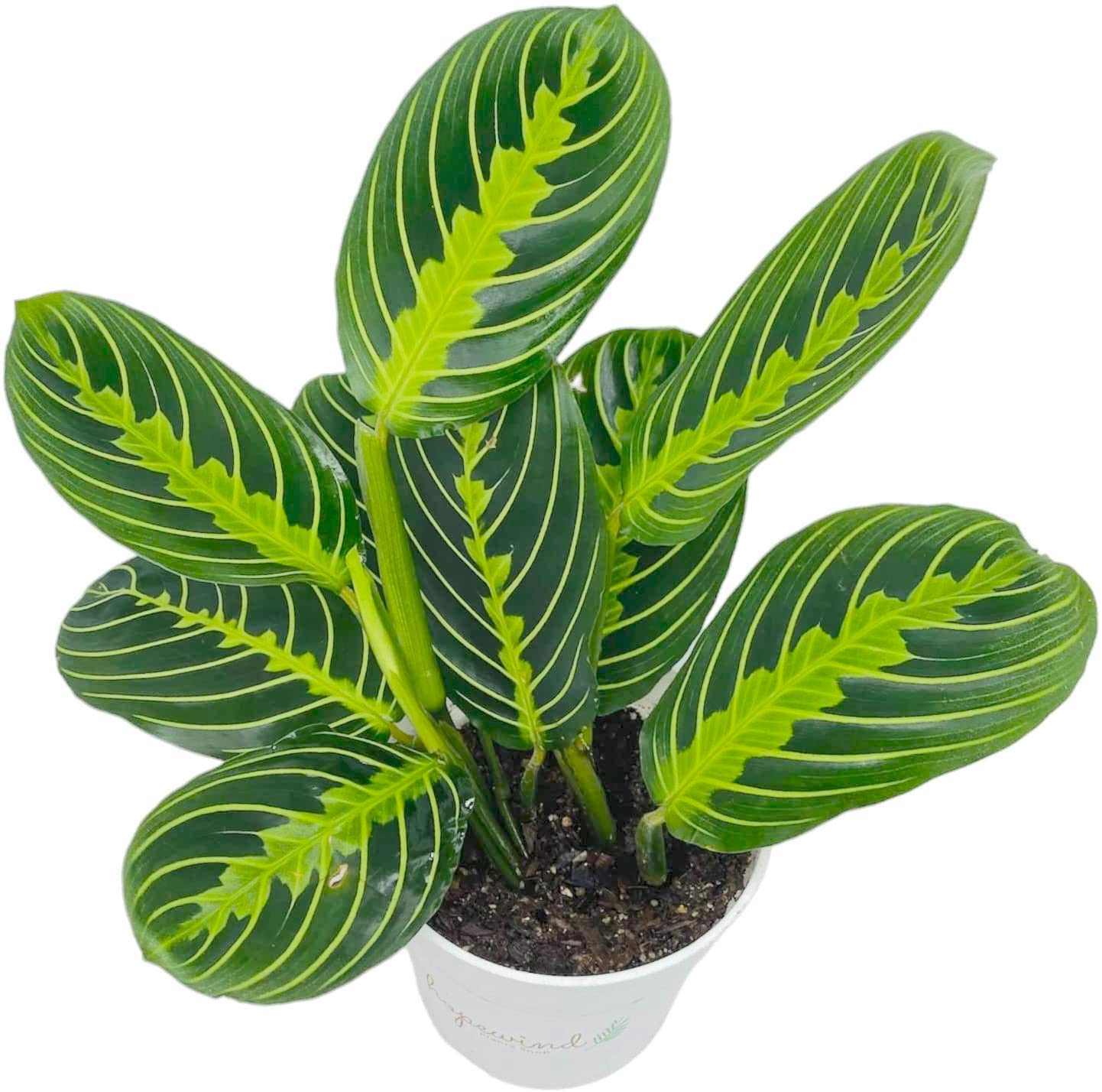 Hopewind Plants Shop- Lemon Lime Prayer Plant, Lemon Lime Maranta, Popular and Attractive houseplant, Gorgeous Live Indoor Plant, Easy to Care and Rare Variety Green Thumbs Up 4 inch Pot