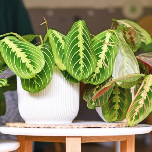 Hopewind Plants Shop- Lemon Lime Prayer Plant, Lemon Lime Maranta, Popular and Attractive houseplant, Gorgeous Live Indoor Plant, Easy to Care and Rare Variety Green Thumbs Up 4 inch Pot