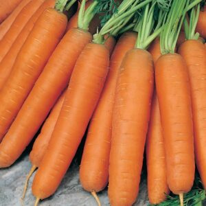 3000 Scarlet Nantes Carrot Seeds for Planting Organic Heirloom Non-GMO 5+ Grams Garden Vegetable Bulk Survival