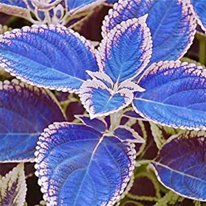 YEGAOL Garden 100Pcs Blue-White Coleus Seeds Annual & Maintenance Heat Tolerant Attracts Birds & Hummingbirds Beds Boreders Patio Container Indoor Outdoor