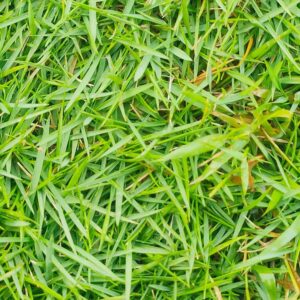 zoysia grass warm-season grass dense, carpet-like growth, fine texture, and overall durability for lawns, golf courses, and other landscape applications 1/8 lb grass seeds by yegaol garden