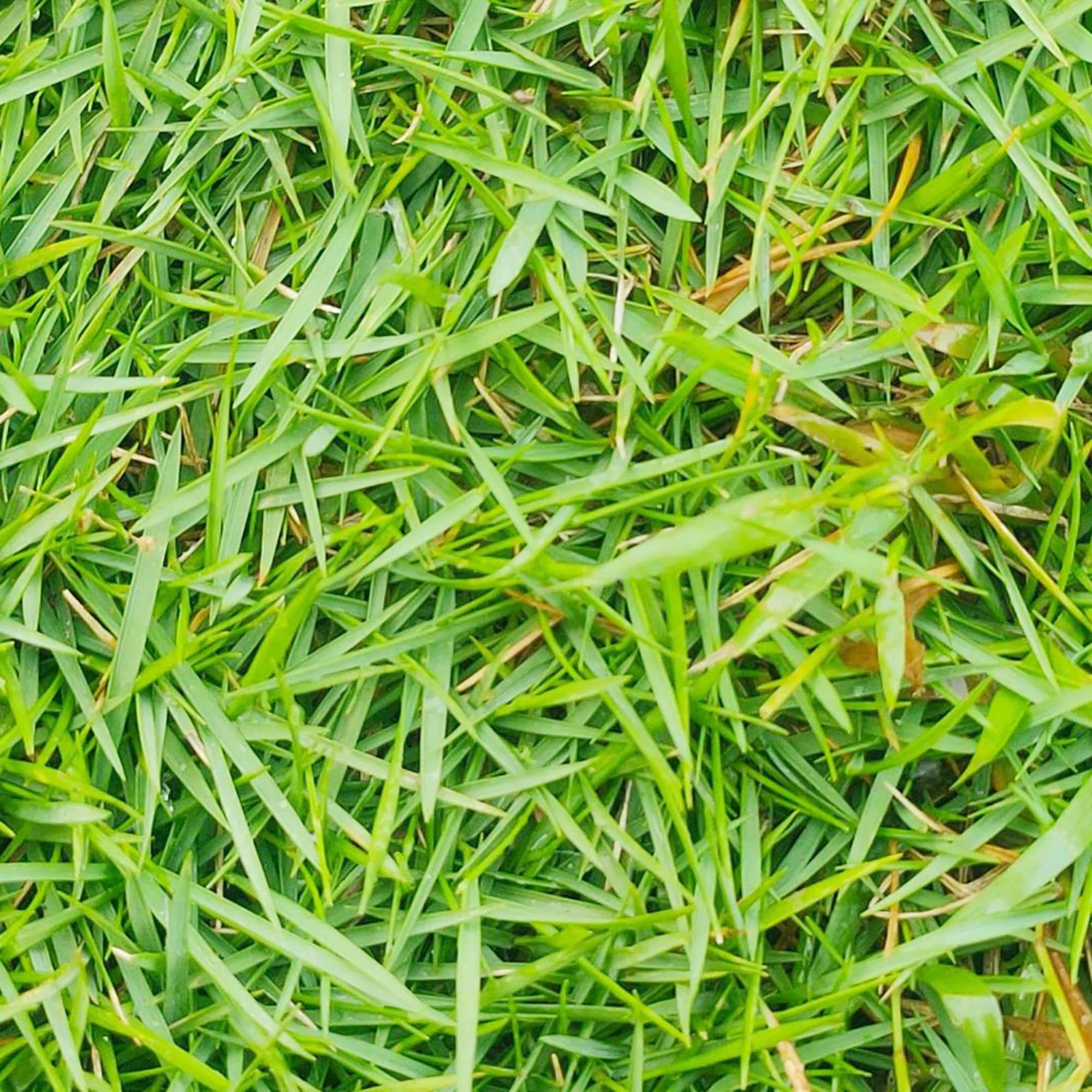 Zoysia Grass Warm-Season Grass Dense, Carpet-Like Growth, Fine Texture, and Overall Durability for Lawns, Golf Courses, and Other Landscape Applications 1/8 lb Grass Seeds by YEGAOL Garden