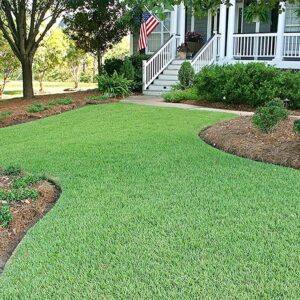 Zoysia Grass Warm-Season Grass Dense, Carpet-Like Growth, Fine Texture, and Overall Durability for Lawns, Golf Courses, and Other Landscape Applications 1/8 lb Grass Seeds by YEGAOL Garden