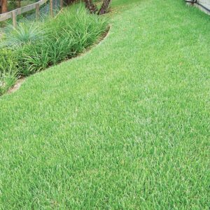 Zoysia Grass Warm-Season Grass Dense, Carpet-Like Growth, Fine Texture, and Overall Durability for Lawns, Golf Courses, and Other Landscape Applications 1/8 lb Grass Seeds by YEGAOL Garden