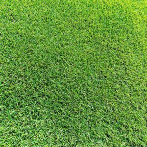 Zoysia Grass Warm-Season Grass Dense, Carpet-Like Growth, Fine Texture, and Overall Durability for Lawns, Golf Courses, and Other Landscape Applications 1/8 lb Grass Seeds by YEGAOL Garden