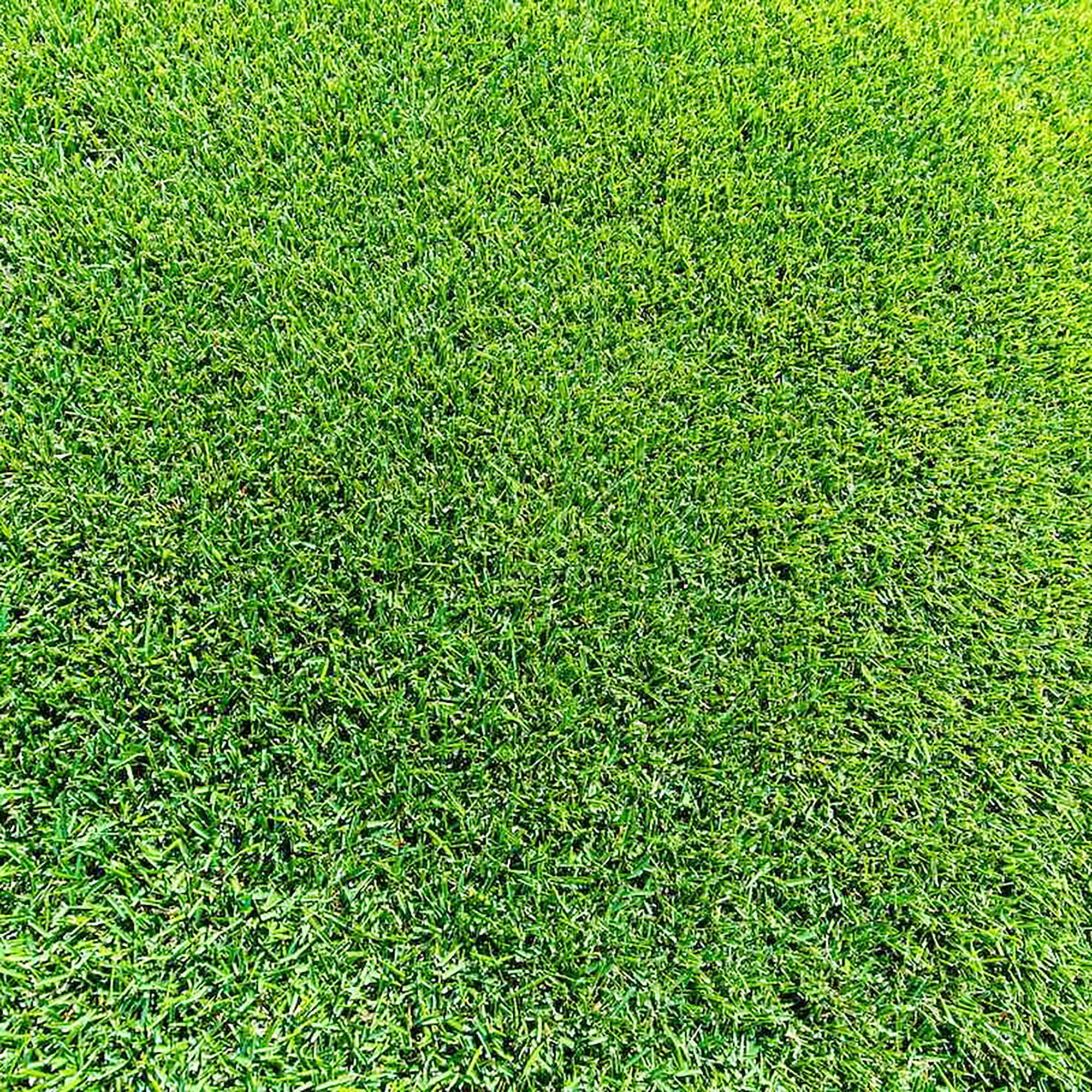 Zoysia Grass Warm-Season Grass Dense, Carpet-Like Growth, Fine Texture, and Overall Durability for Lawns, Golf Courses, and Other Landscape Applications 1/8 lb Grass Seeds by YEGAOL Garden