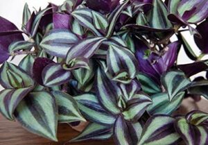 9 purple wandering jew cuttings for planting indoor, 4 inc to 6 inc tall, tradescantia zebrina plant, inc plant, no root