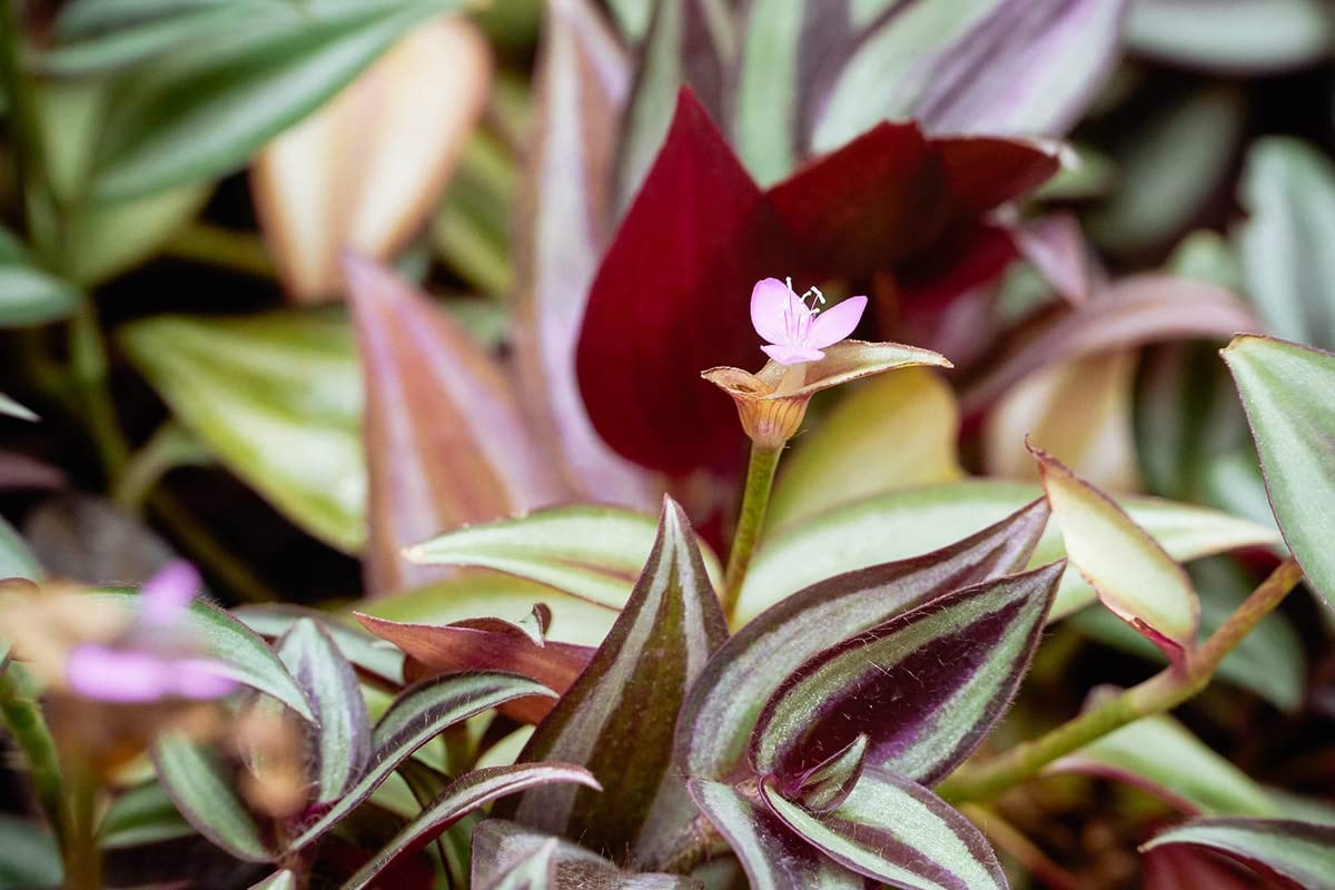 9 Purple Wandering Jew Cuttings for Planting Indoor, 4 Inc to 6 Inc Tall, Tradescantia Zebrina Plant, Inc Plant, No Root