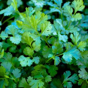 1,000 cilantro slow bolt seeds for planting 14 grams of seeds bulk microgreens organic non gmo usa harvested