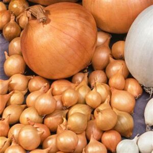 yellow onion starter sets - 100 count set - easy to grow early green table onion and large dry onions right at home - country creek llc